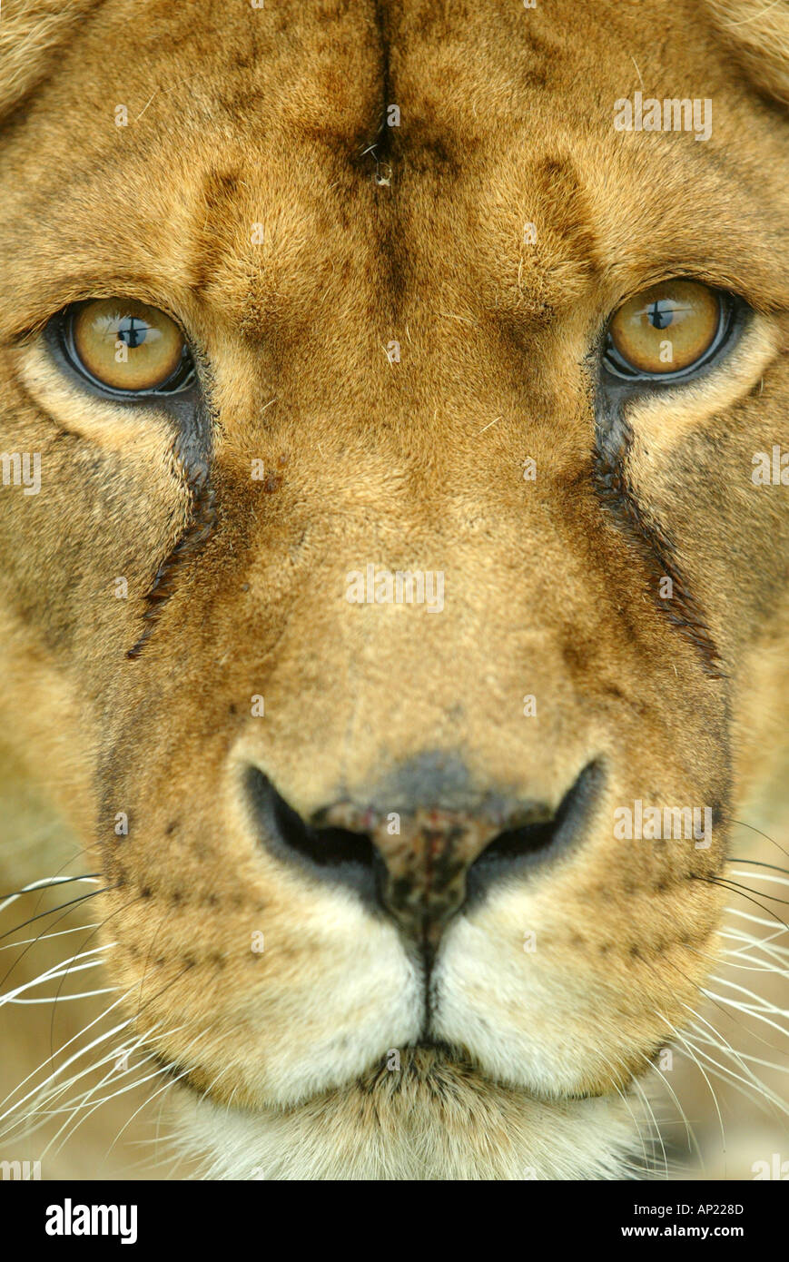 Close up of lions face Stock Photo - Alamy