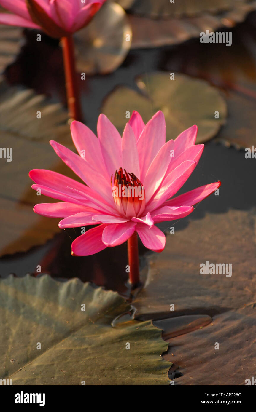 Pink lotus the national flower of india hi-res stock photography and ...