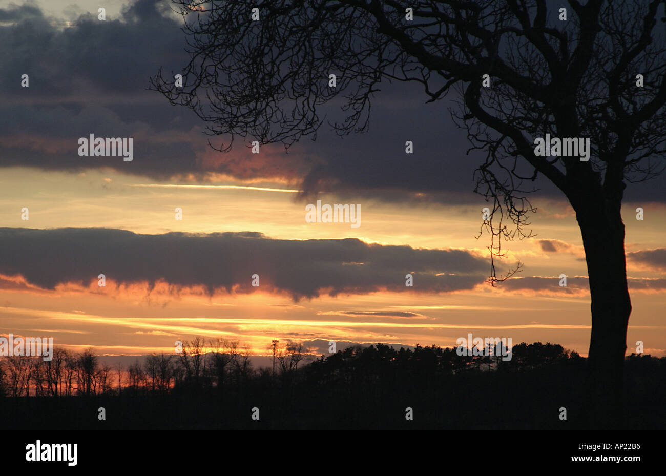 Tree at Sunset 2 Stock Photo - Alamy