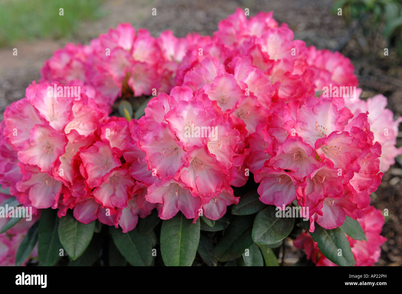 Rhododendron (Rhododendron hybrid), variety: Fantastica, flowers Stock ...
