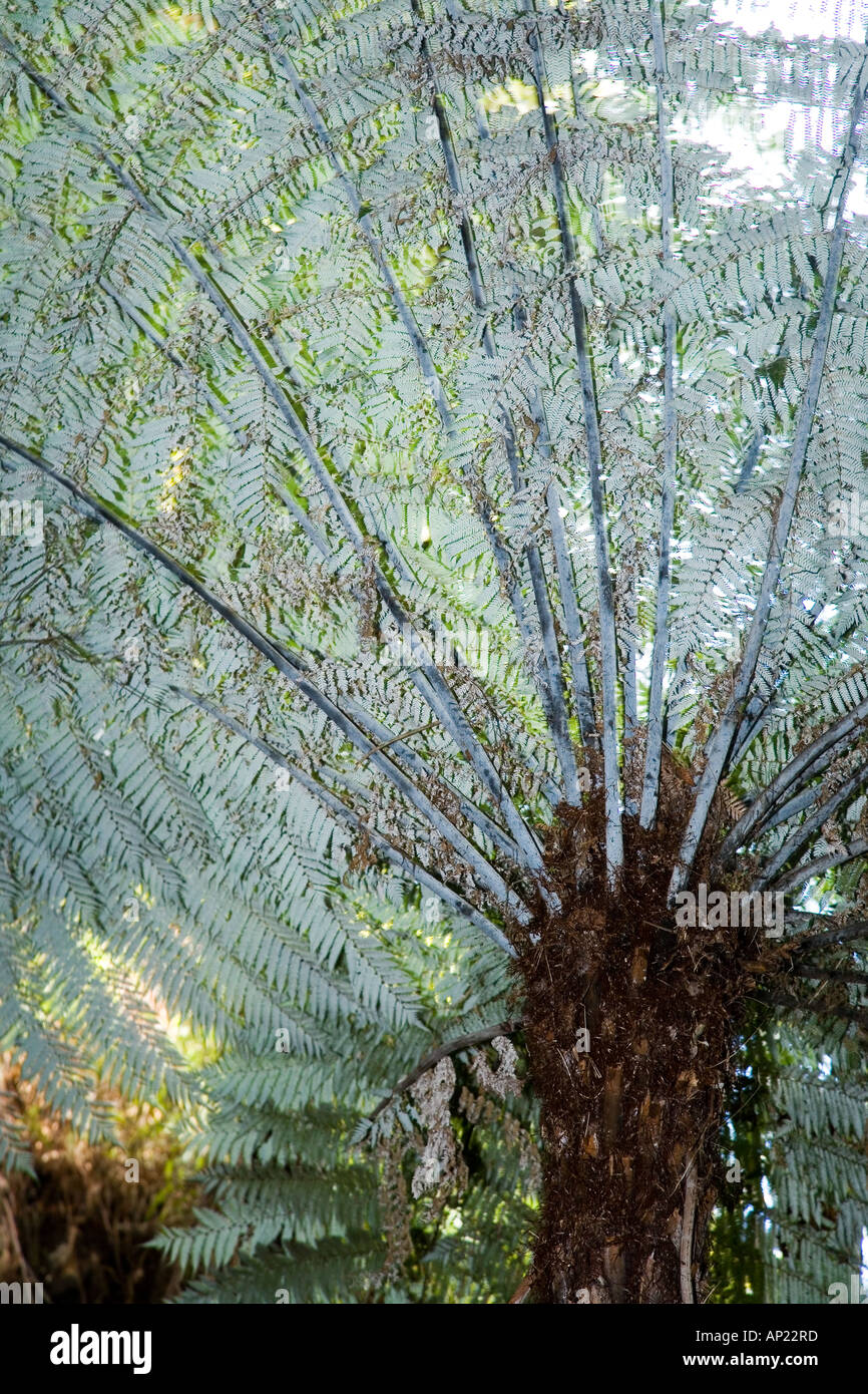 Silver Fern Fronds underside Cyathea dealbata North Island New Zealand ...