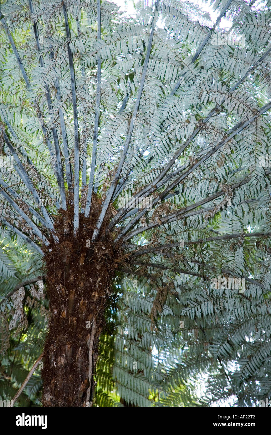 Silver Fern Fronds underside Cyathea dealbata North Island New Zealand ...