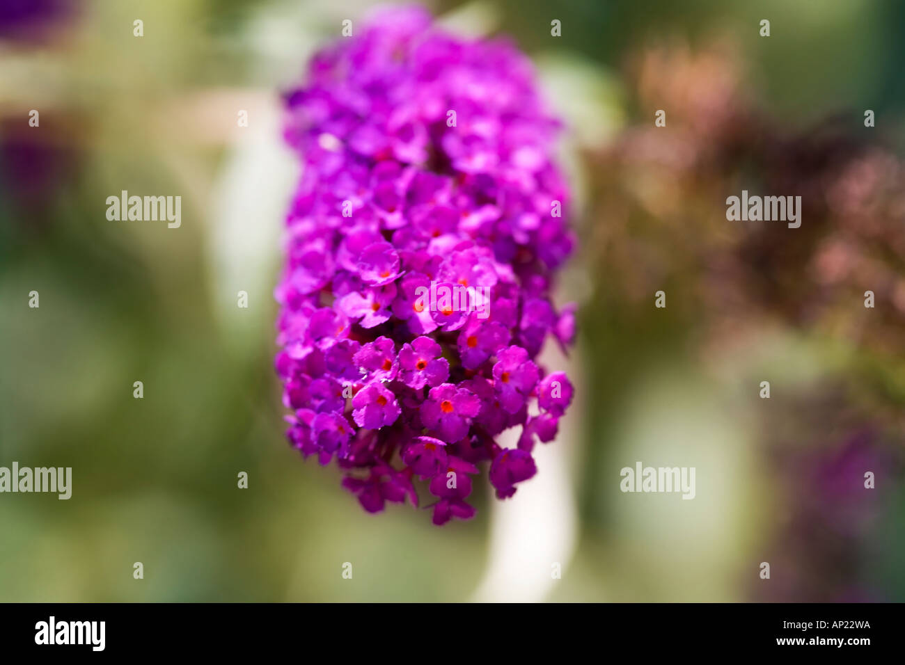 Buddleja Davidii Harlequin Stock Photo - Alamy