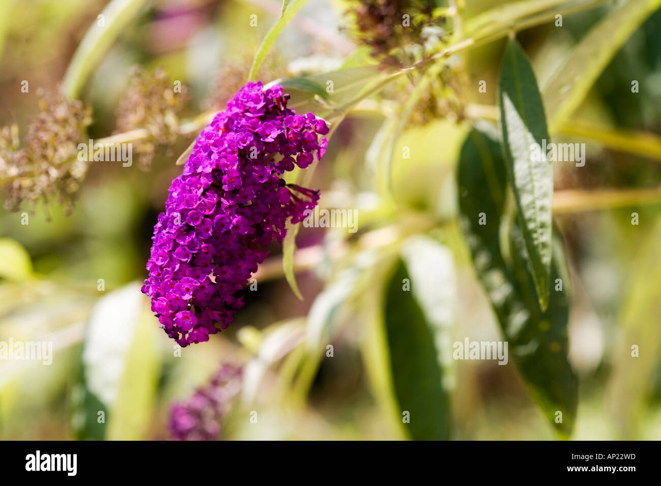 Buddleja Davidii Harlequin Stock Photo - Alamy