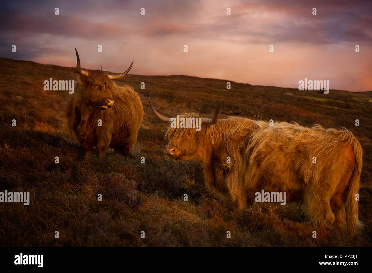 Highland Cattle at sunset near Melvaig Stock Photo - Alamy