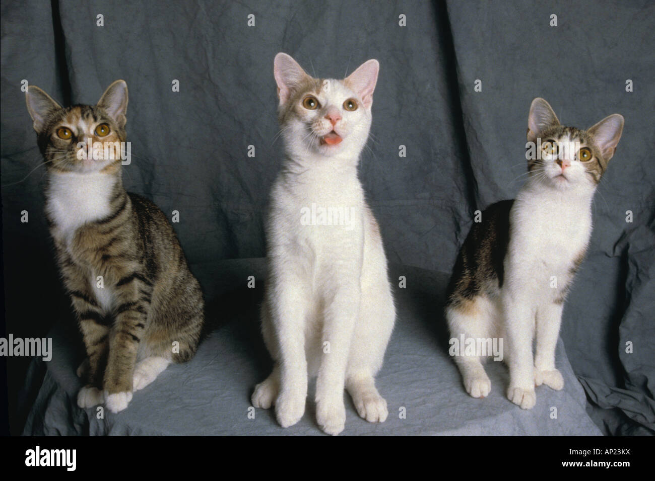 Three kitten sisters Stock Photo - Alamy