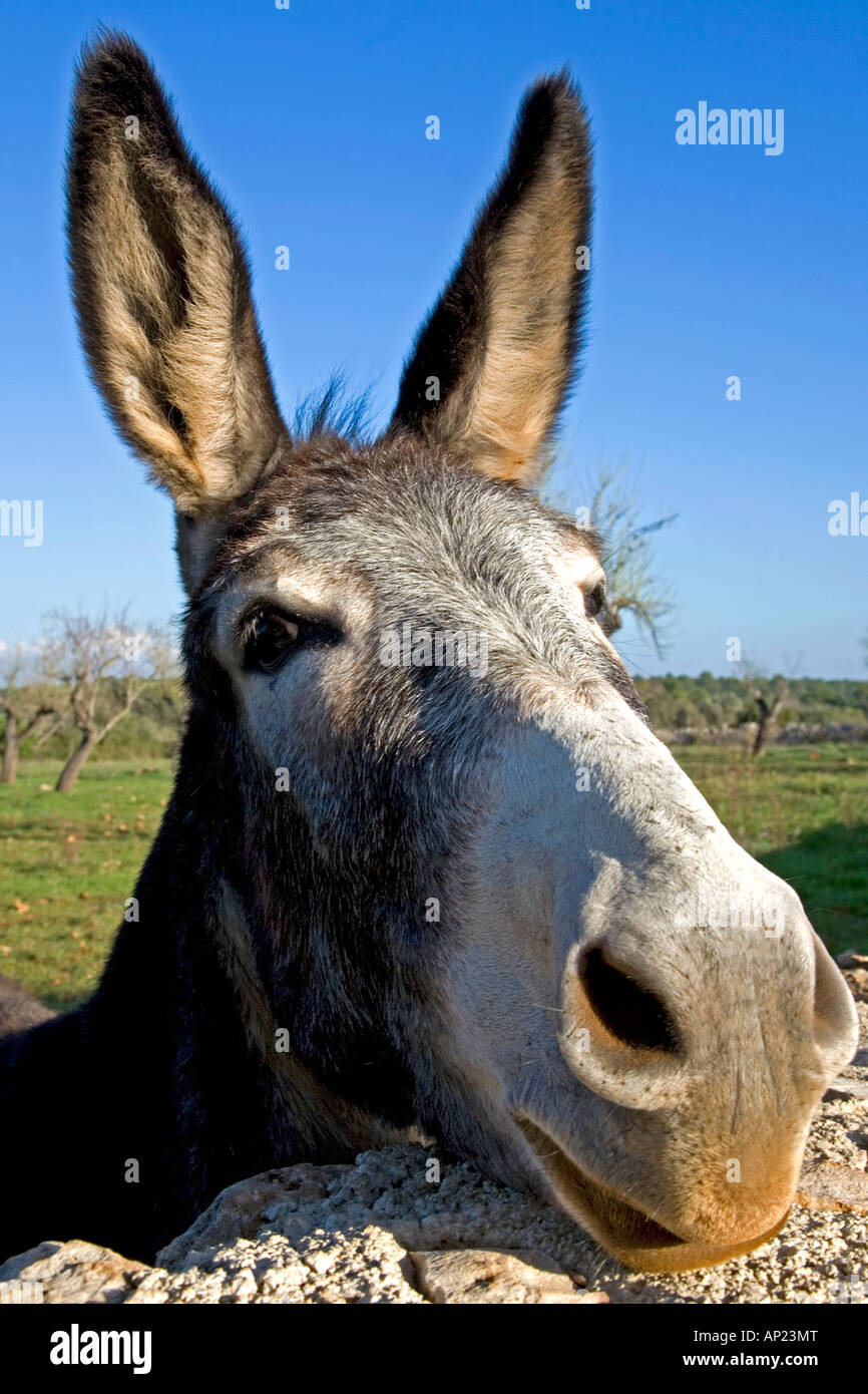 Donkey hi-res stock photography and images - Alamy