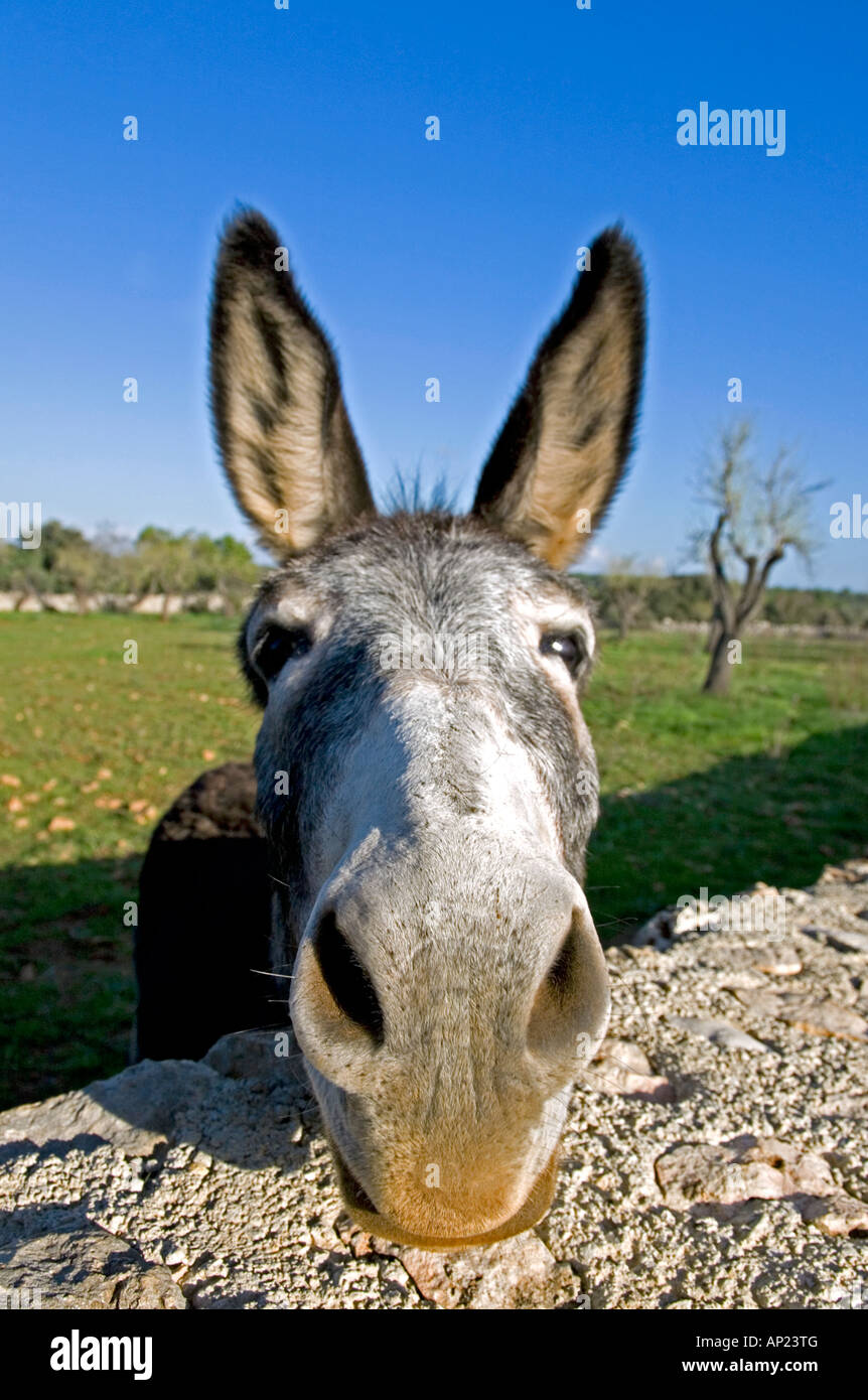 Donkey. Near Costitx village. Mallorca Island. Spain Stock Photo - Alamy