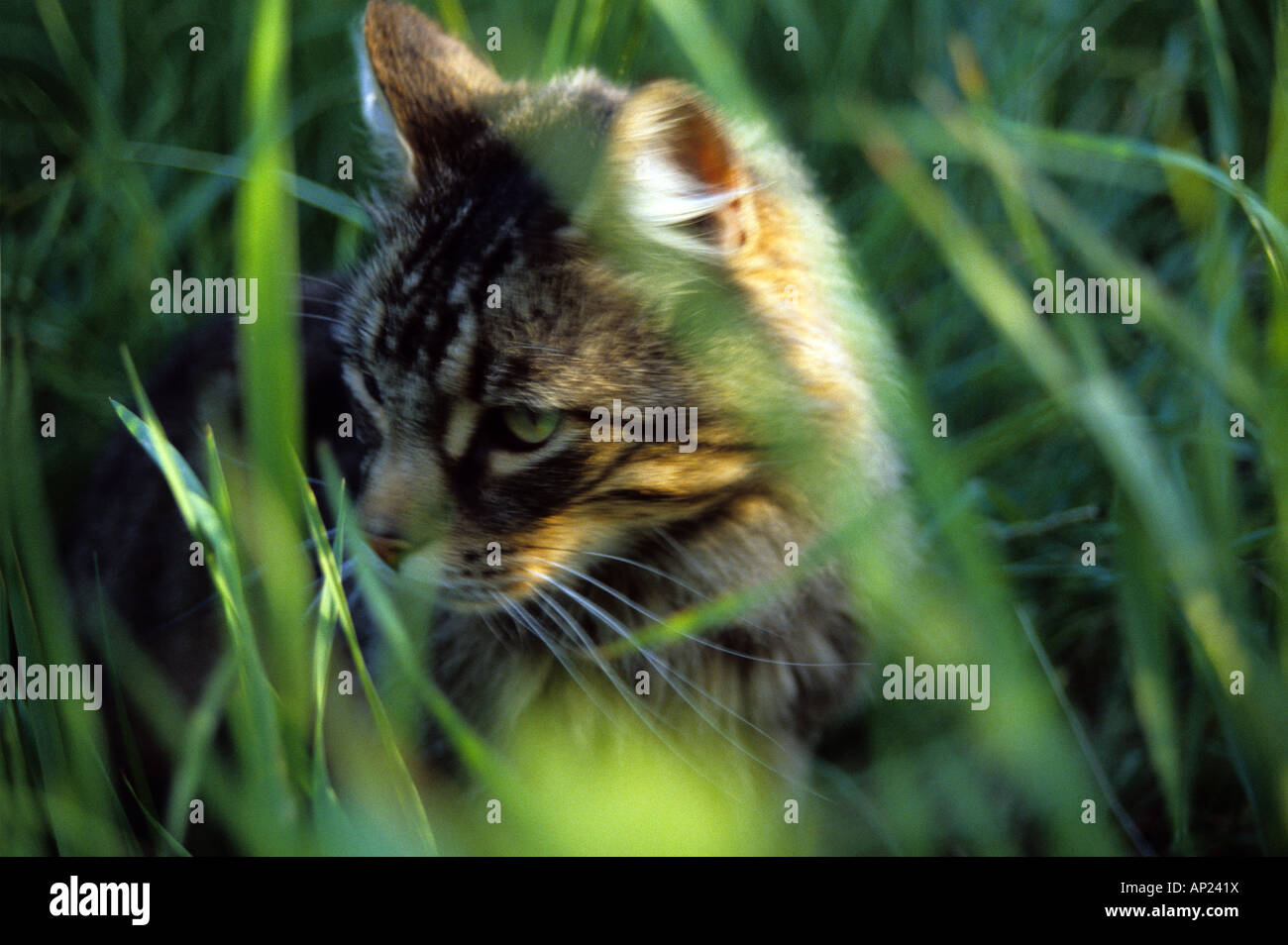 Main Coon cat hunting Stock Photo - Alamy