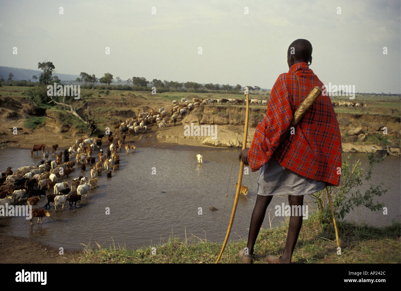 Maasai man with herd of cattle Stock Photo - Alamy