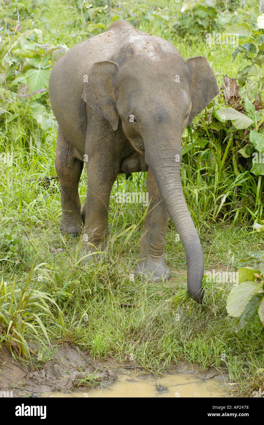 Elephant trunk muscles hi-res stock photography and images - Alamy