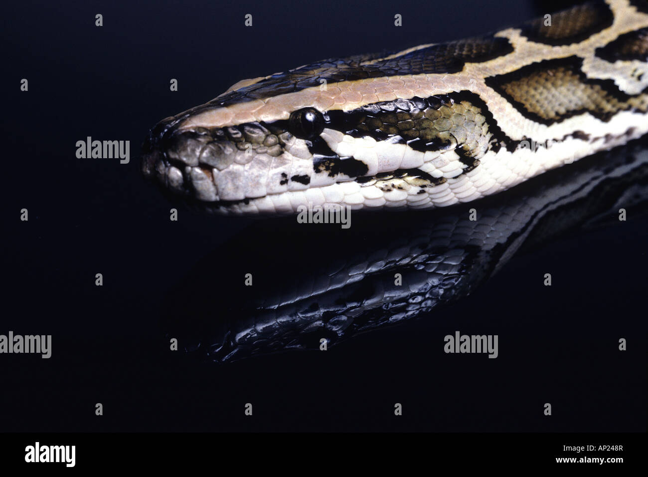 Burmese python asia hi-res stock photography and images - Alamy