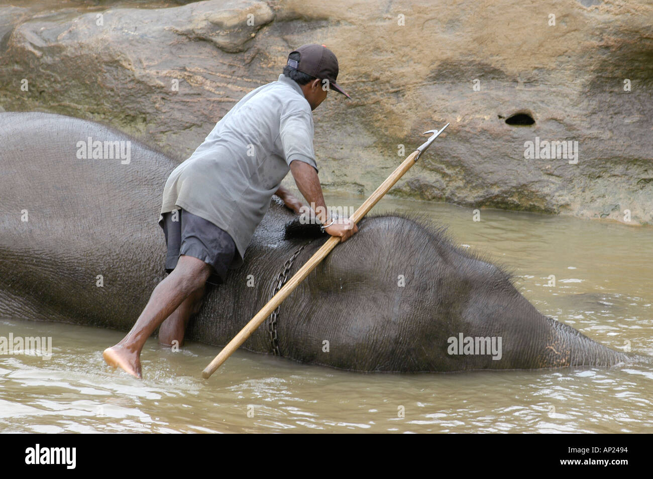 Sri Lanka Pinnawela Elephant Orphanage Mahout cleaning workelephant ...