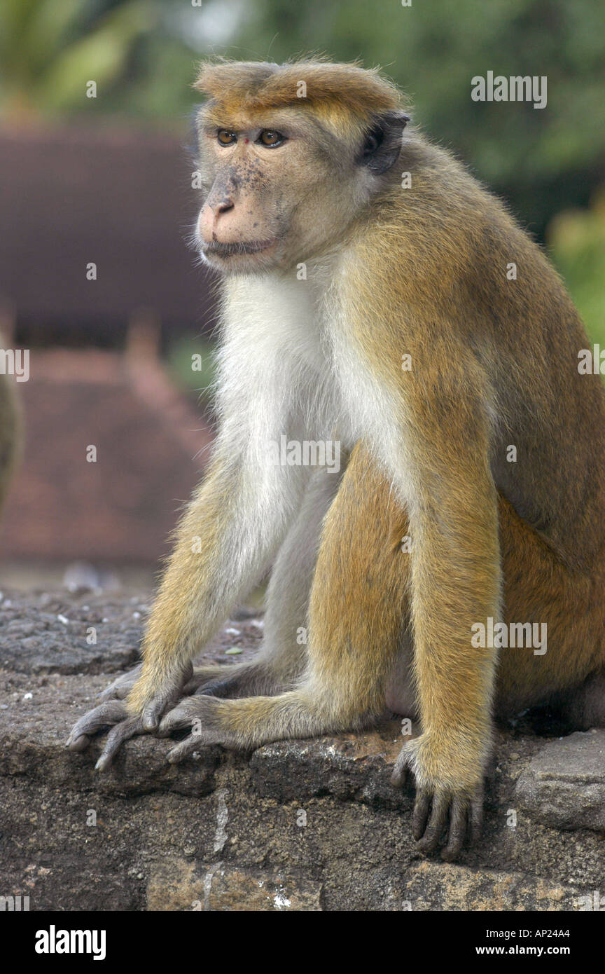 Sri Lanka Kandy Tempel of the Tooth Macaca radiata monkey Stock Photo ...