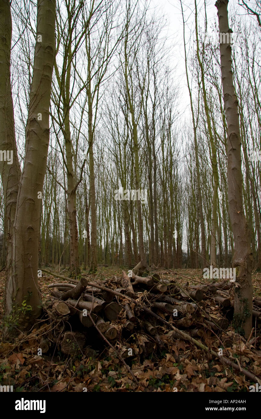 cut wood, branches, trees, in woodland in kent, england Stock Photo - Alamy