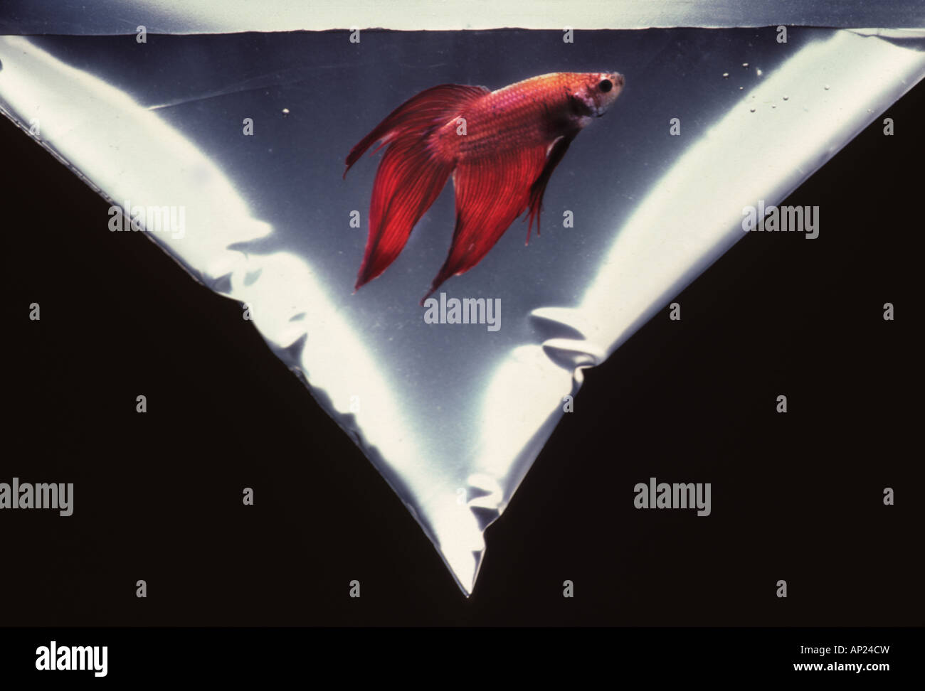 Siamese betta fish in plastic bag Stock Photo - Alamy