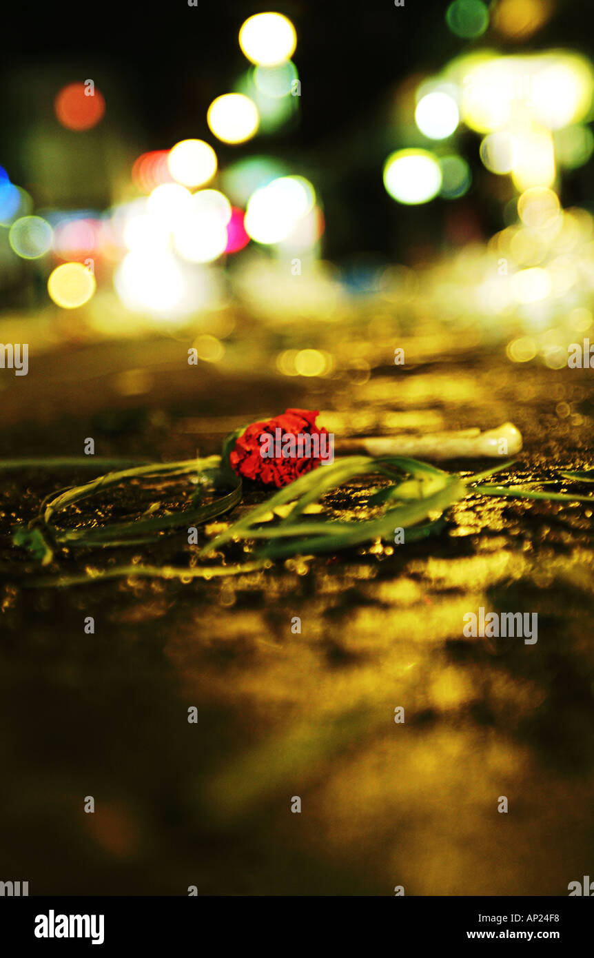 Trampled rose hi-res stock photography and images - Alamy