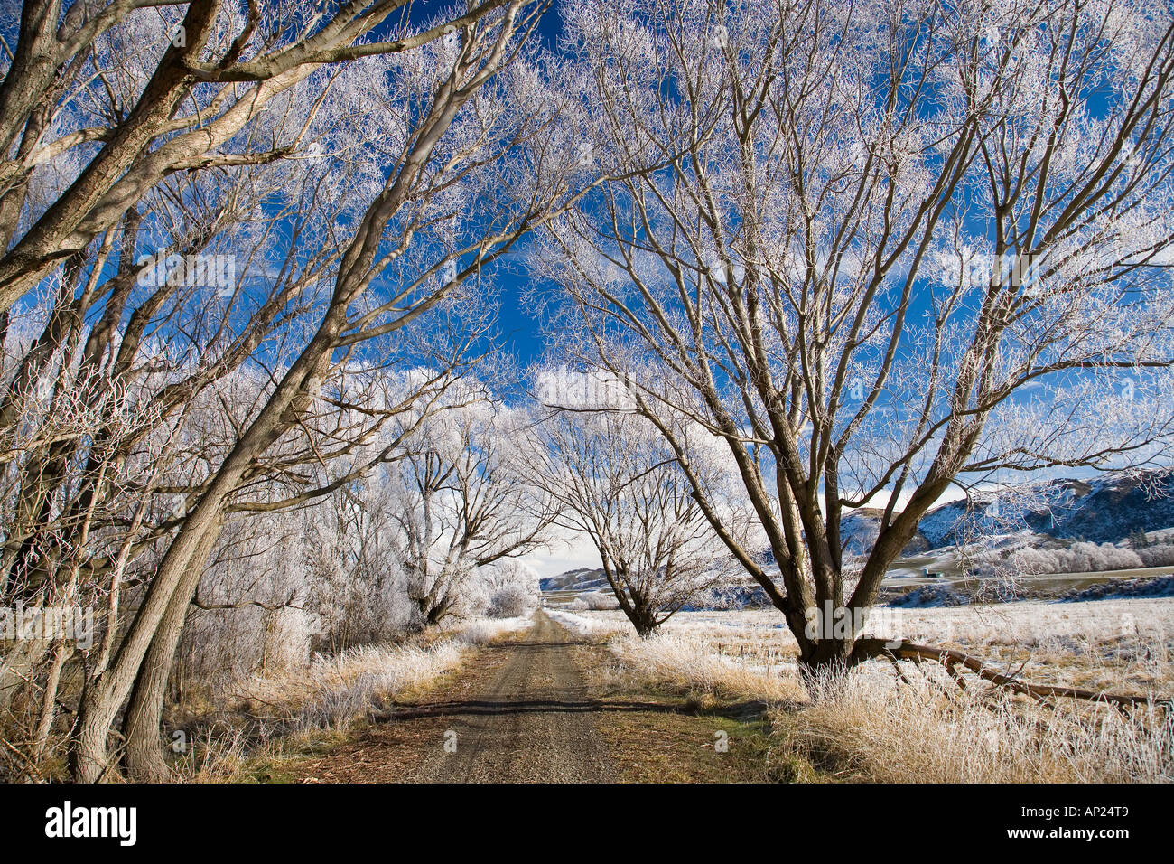 Hoar Frost and Otago Central Rail Trail near Oturehua Central Otago ...