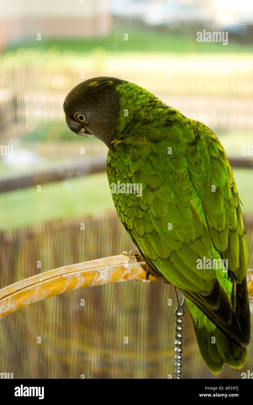 Parrot on a stick hi-res stock photography and images - Alamy