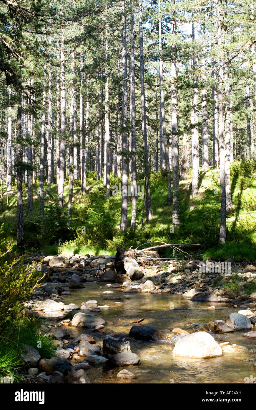 Lake in the forest of mountain Pindos in Greece with sunlight and ...