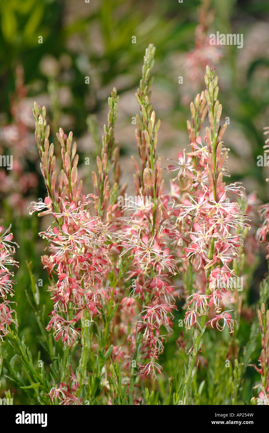 Scarlet gaura hi-res stock photography and images - Alamy