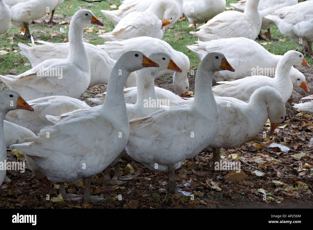 Farming christmas hi-res stock photography and images - Alamy