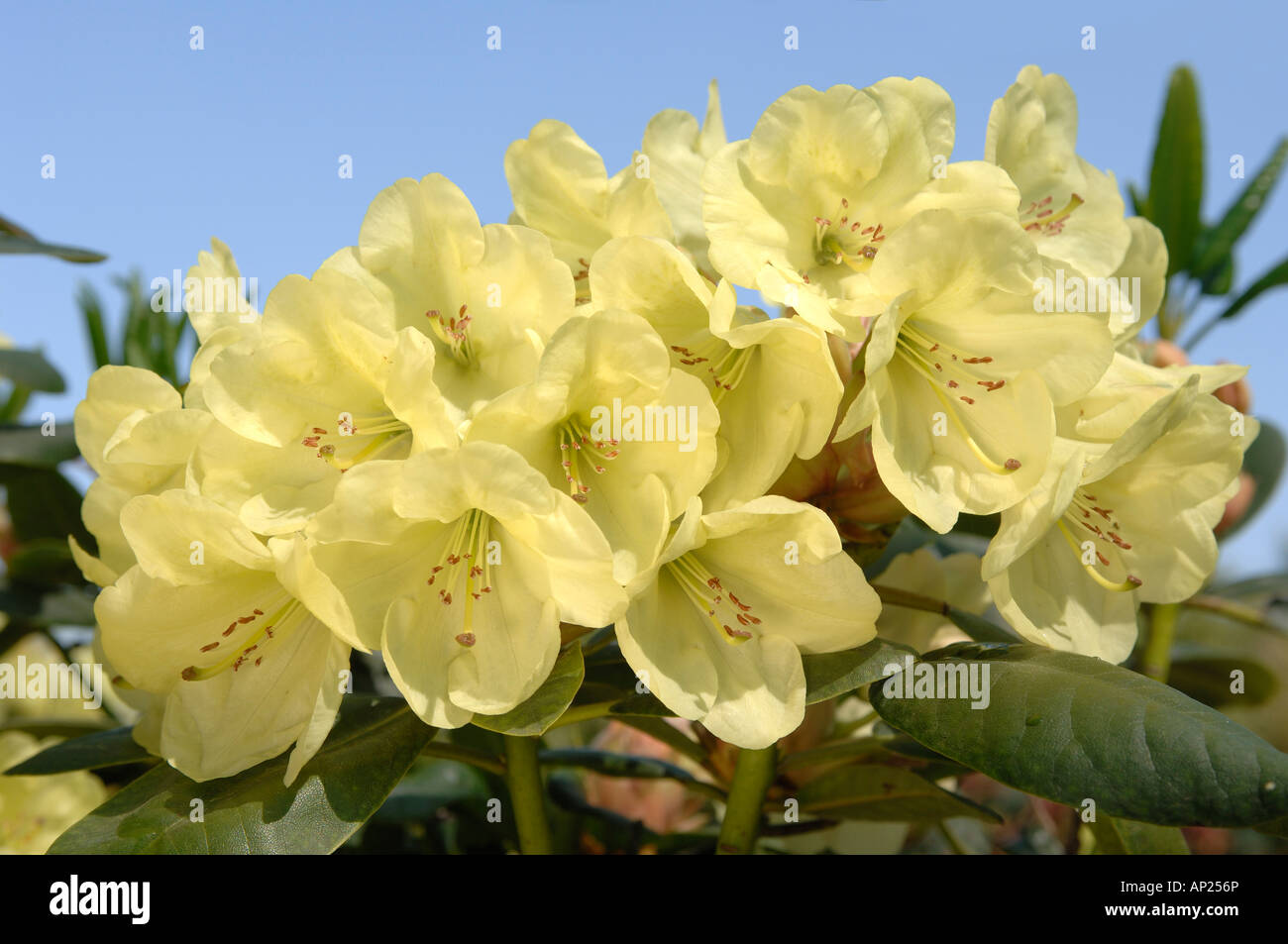 Rhododendron (Rhododendron hybrid variety Goldinetta) flowers Stock ...