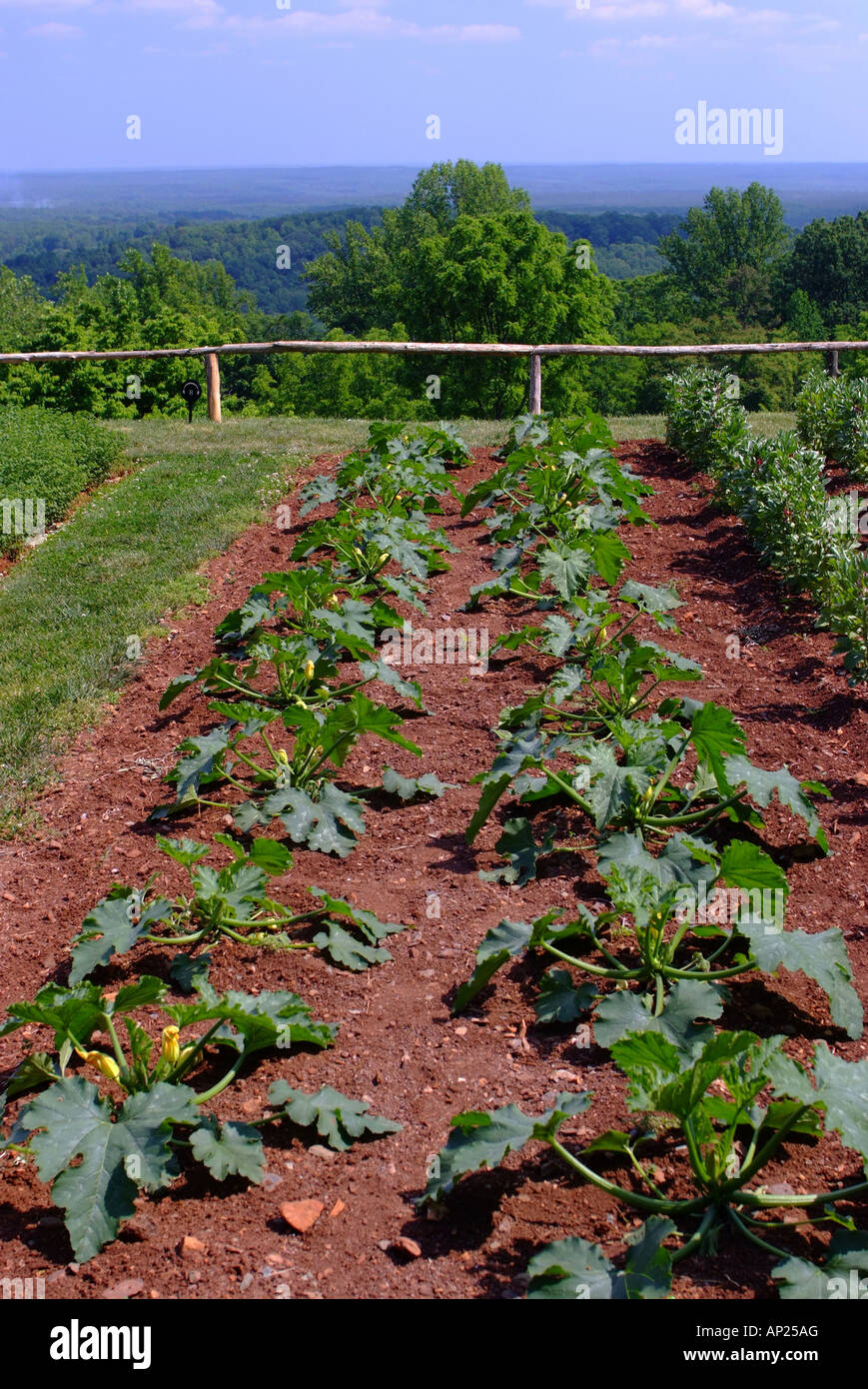 Row of yellow courgettes with flowers hi-res stock photography and ...