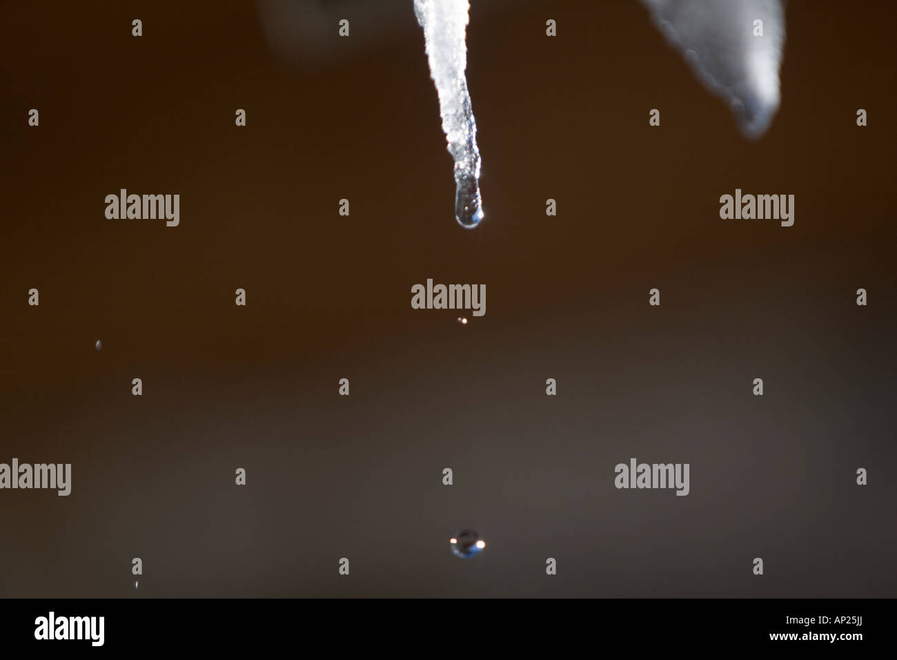 Icicle forming by melting snow Stock Photo - Alamy