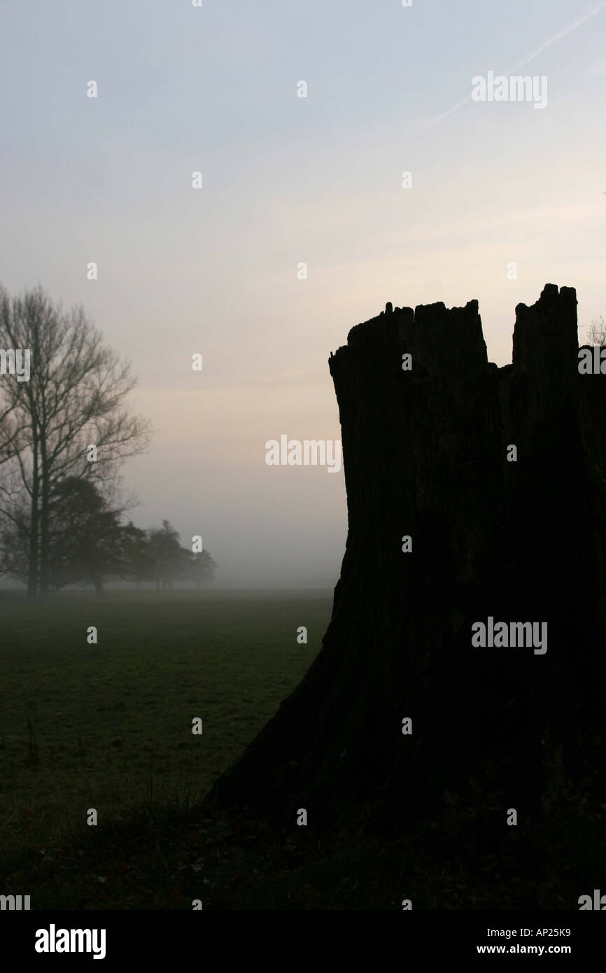 Dead tree stump in Mist Chatsworth House Derbyshire Stock Photo - Alamy