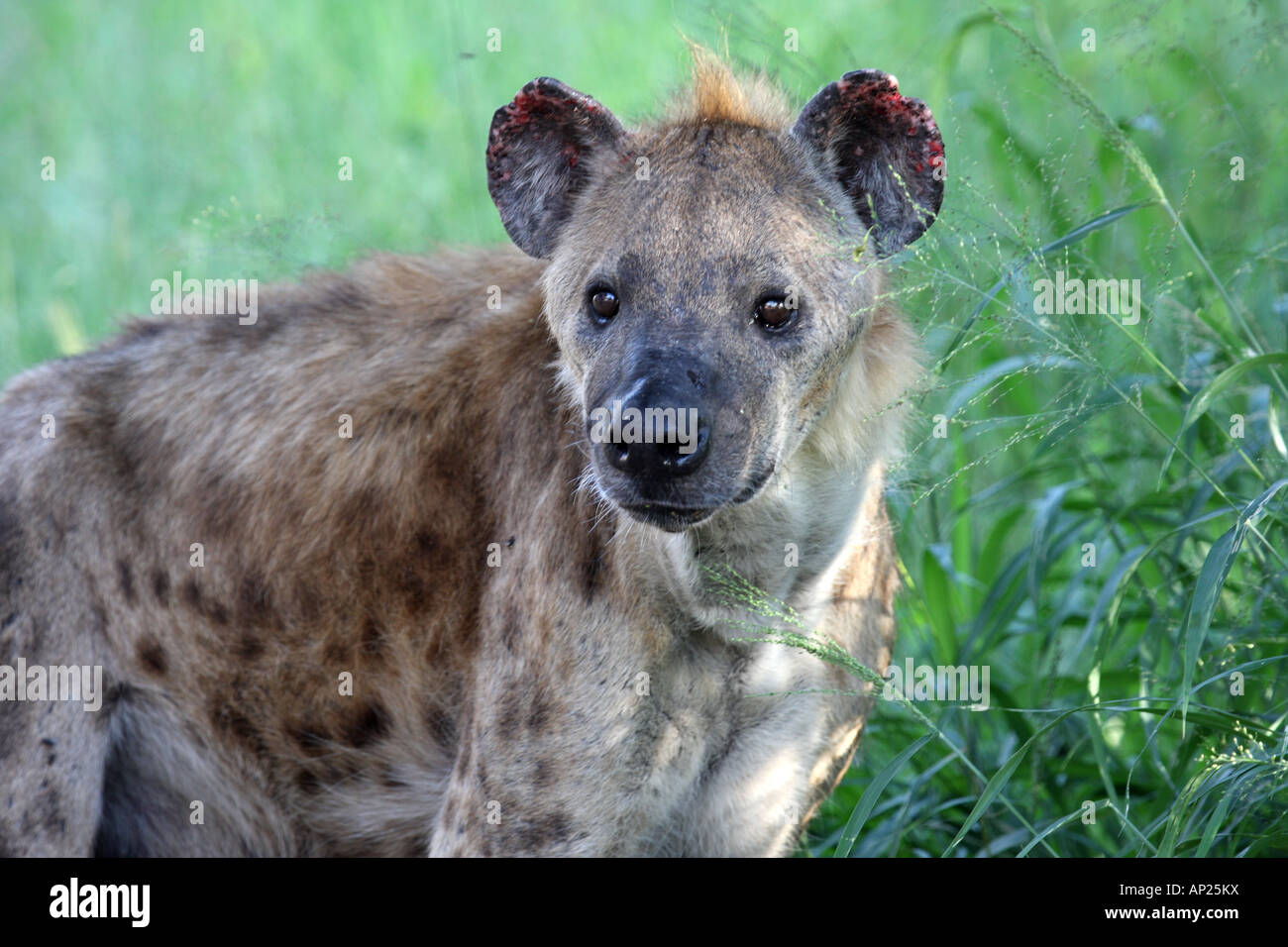 Spotted hyena, crocuta crocuta, single adult with head lowered Stock ...