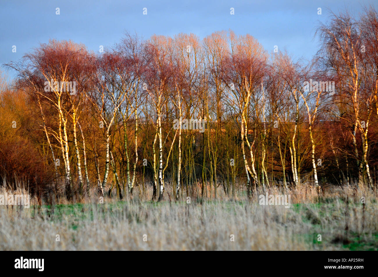 Trees in winter Stock Photo - Alamy