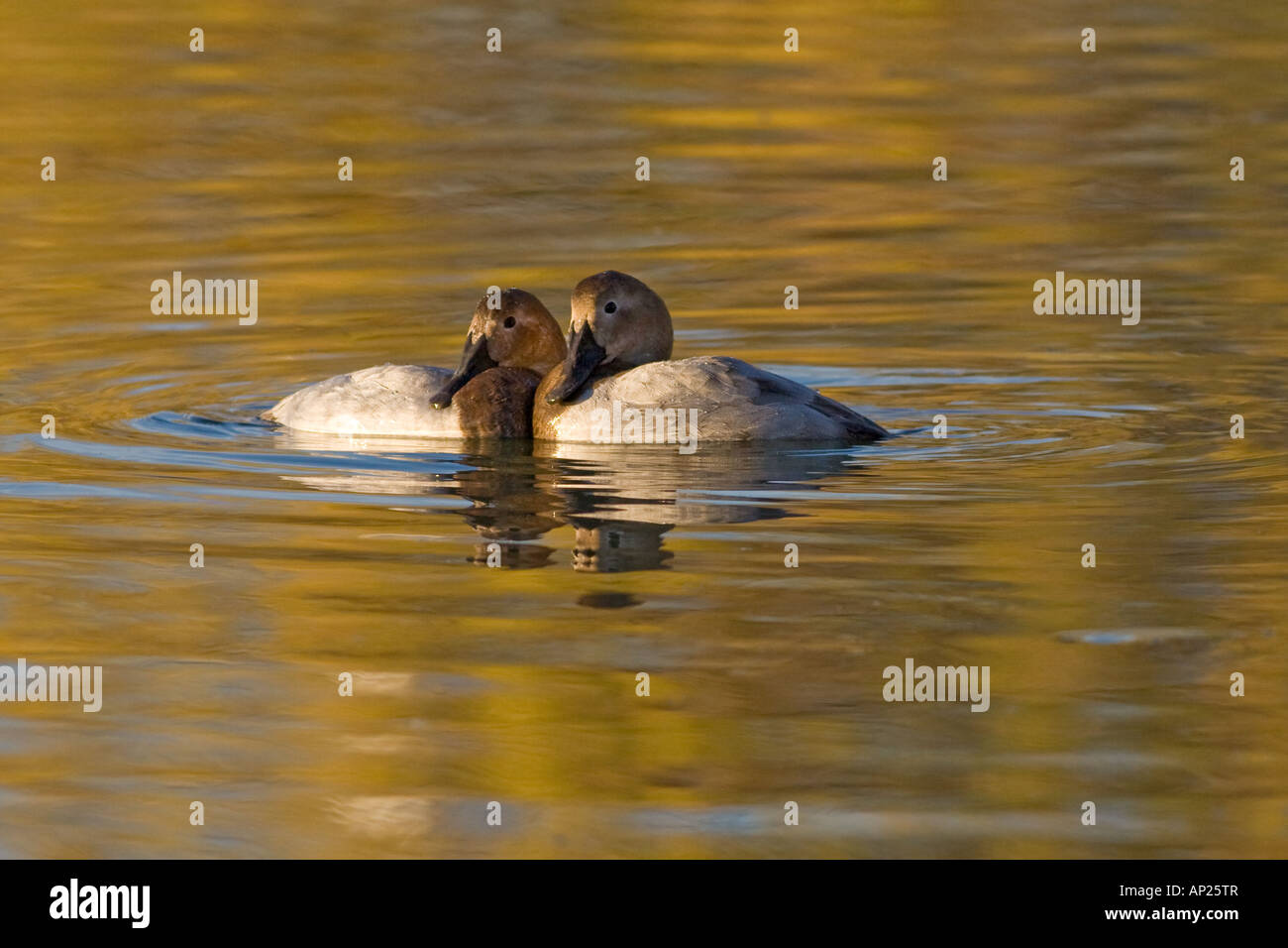 Two female Canvasback ducks cuddling together in a lake Stock Photo - Alamy