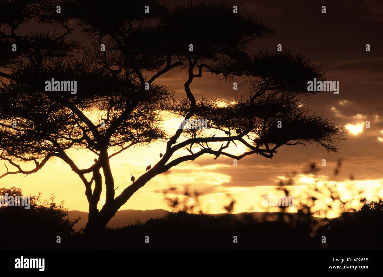 African tree sunset hi-res stock photography and images - Alamy