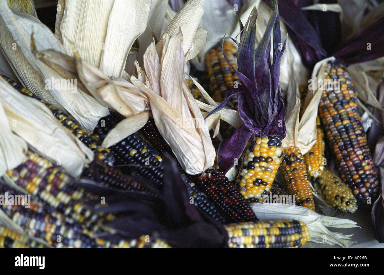 Ears of indian corn hi-res stock photography and images - Alamy