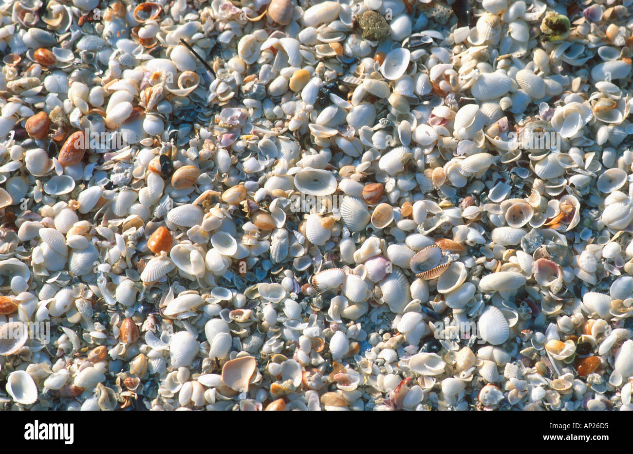 Seashells on Sanibel Island Florida Stock Photo - Alamy
