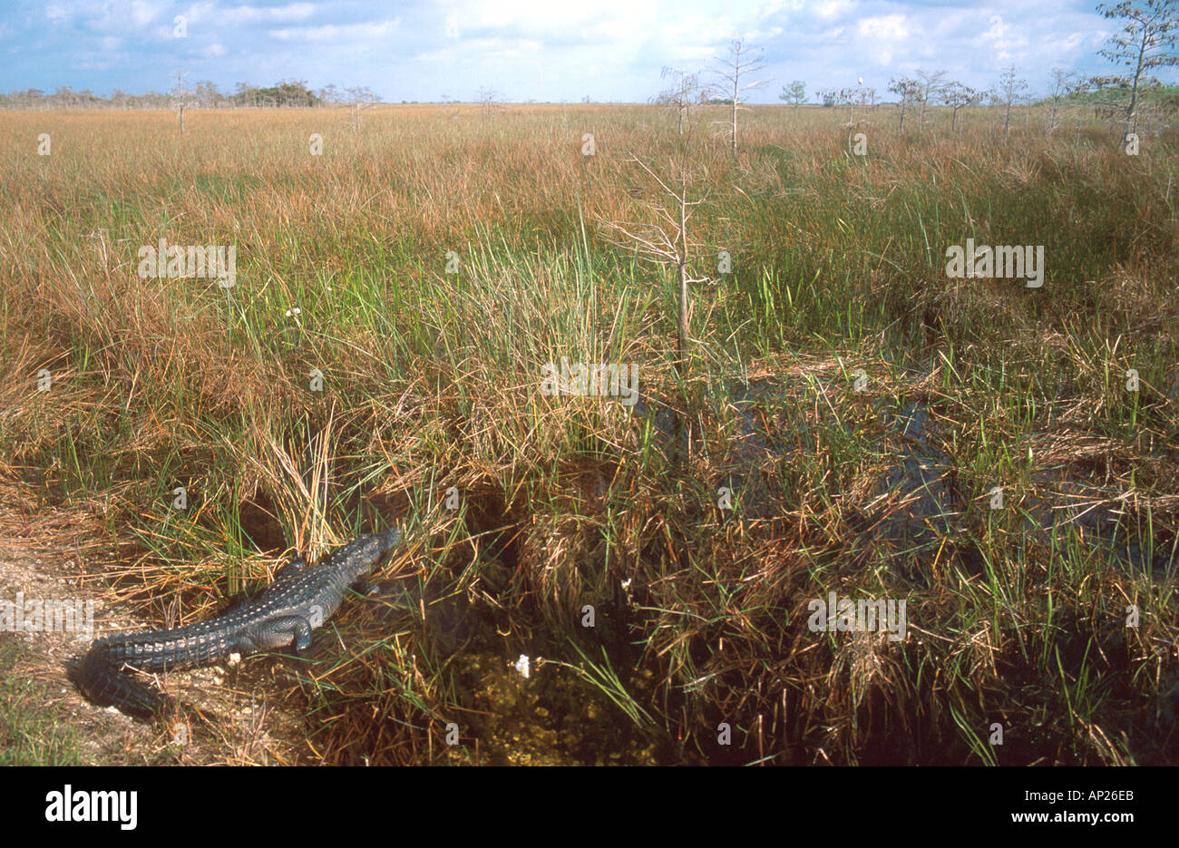 Alligator s in the Florida Everglades Stock Photo - Alamy