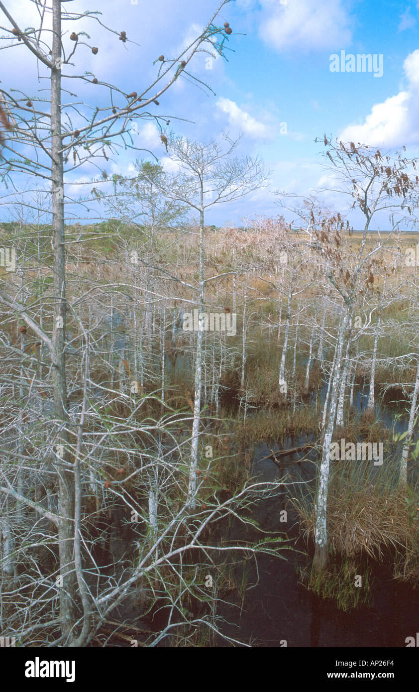 Cypress trees in everglades hi-res stock photography and images - Alamy