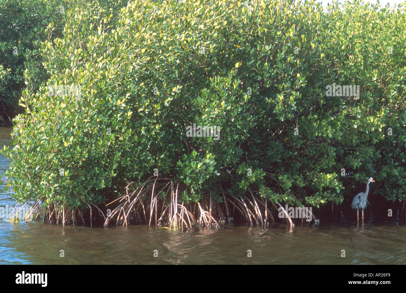 Mangroves growing in the Florida Everglades Stock Photo - Alamy