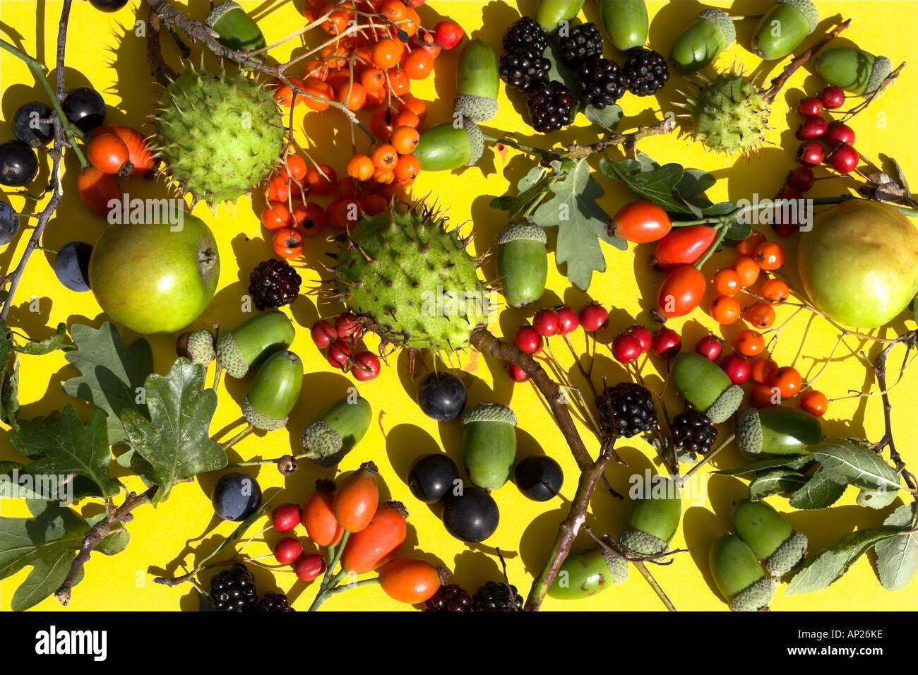 Collection of autumn fruit, berries and seeds Stock Photo - Alamy