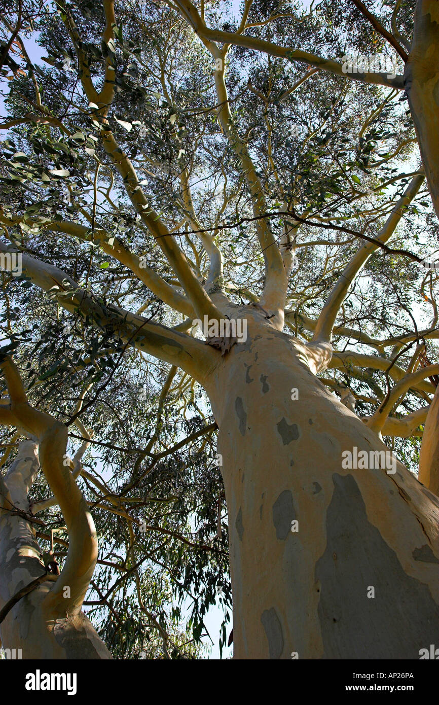 Mottled tree bark hi-res stock photography and images - Alamy
