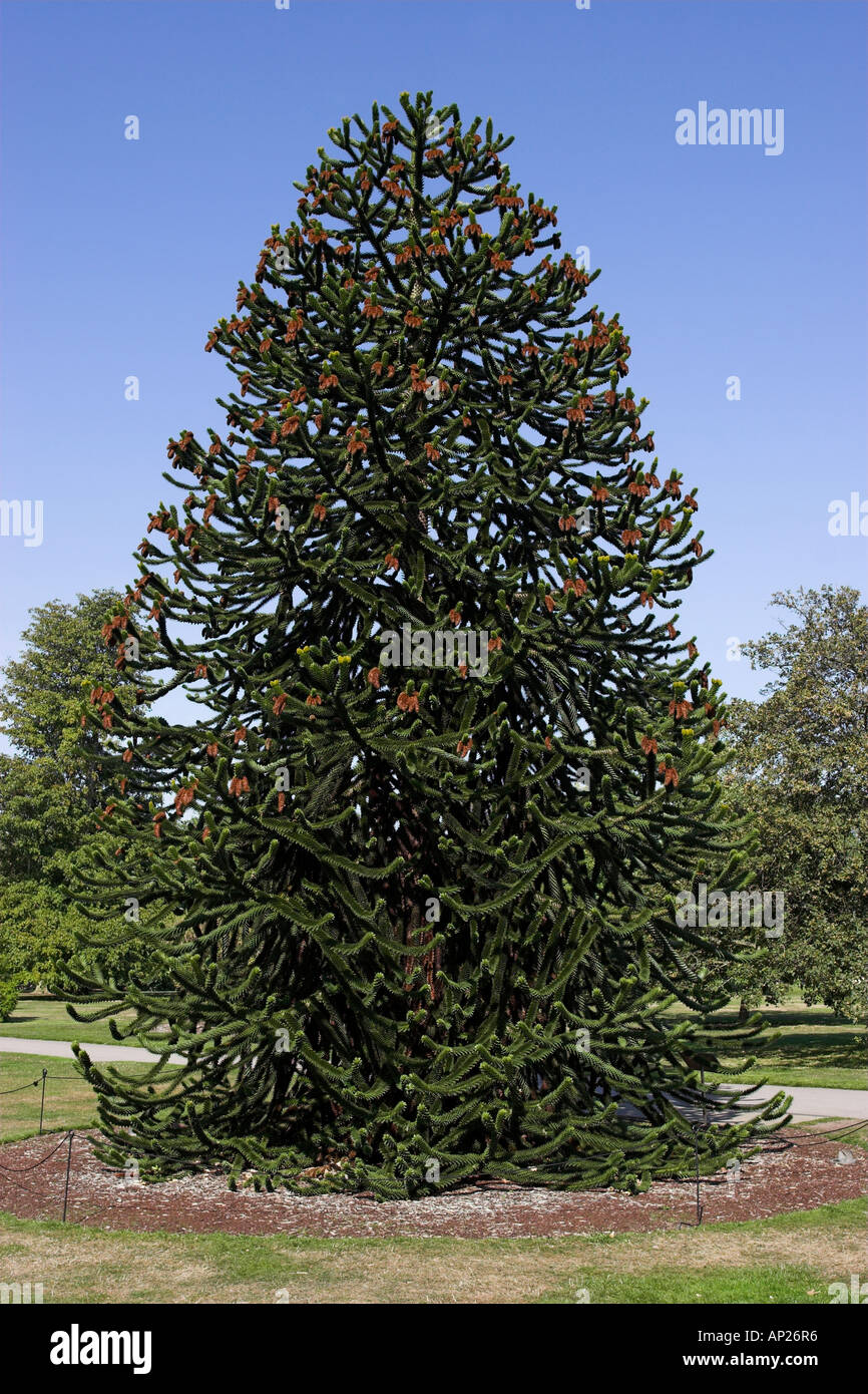 Fir green exotic forest nature leaf pinophyta spectacular bizarre stiff ...