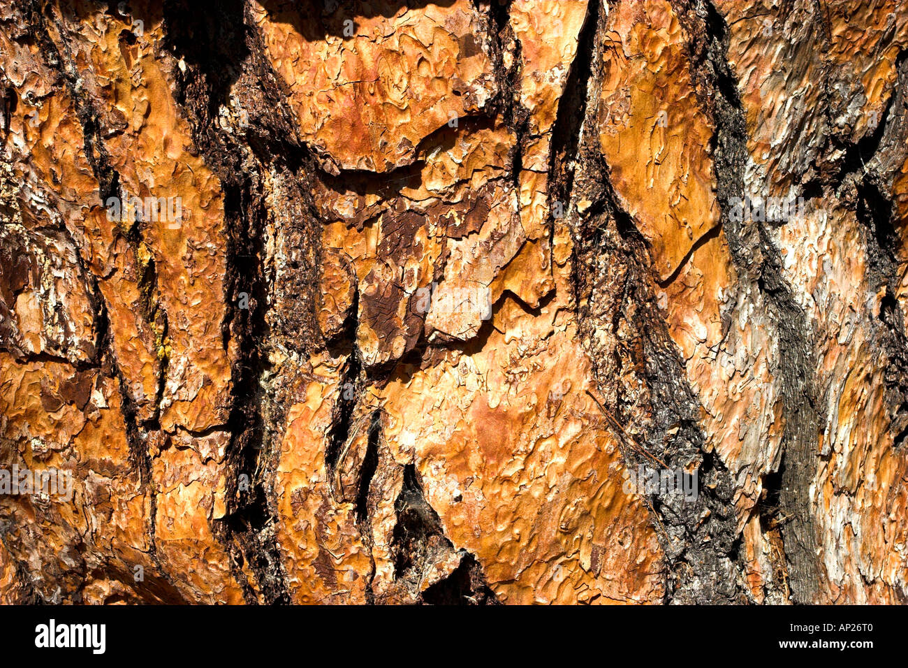 Stone pine bark Stock Photo - Alamy