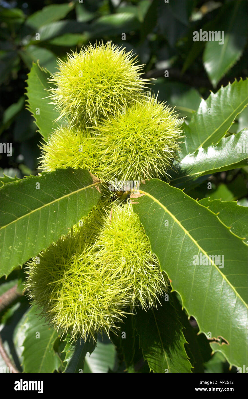 Chestnut hull hi-res stock photography and images - Alamy