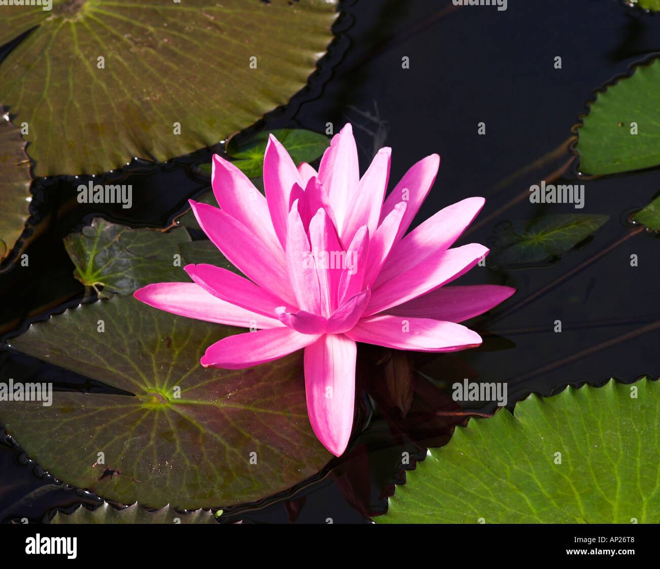 Single water lily hi-res stock photography and images - Alamy