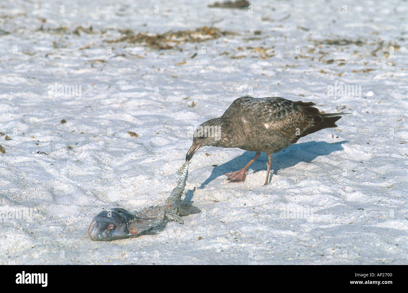 Seagull eating garbage hi-res stock photography and images - Alamy