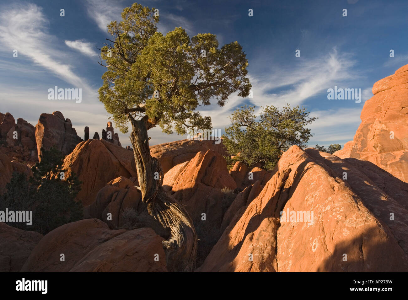 Juniperus utahensis hi-res stock photography and images - Alamy