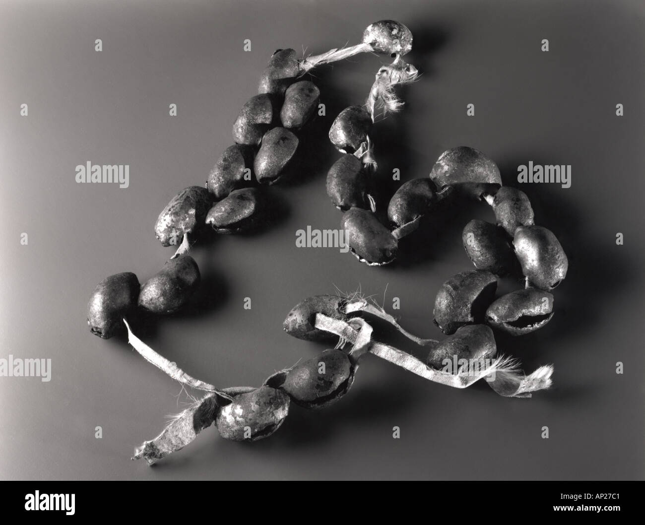 Bell Collars High Resolution Stock Photography and Images - Alamy