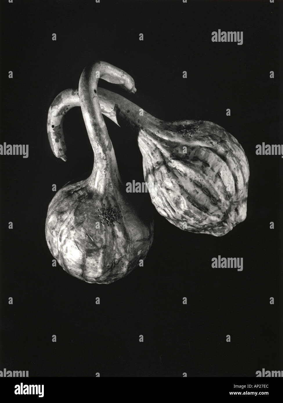 Hosho rattle hi-res stock photography and images - Alamy