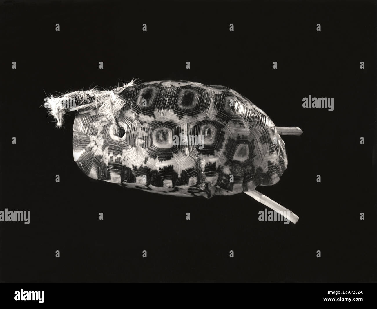 Tortoise formation hi-res stock photography and images - Alamy